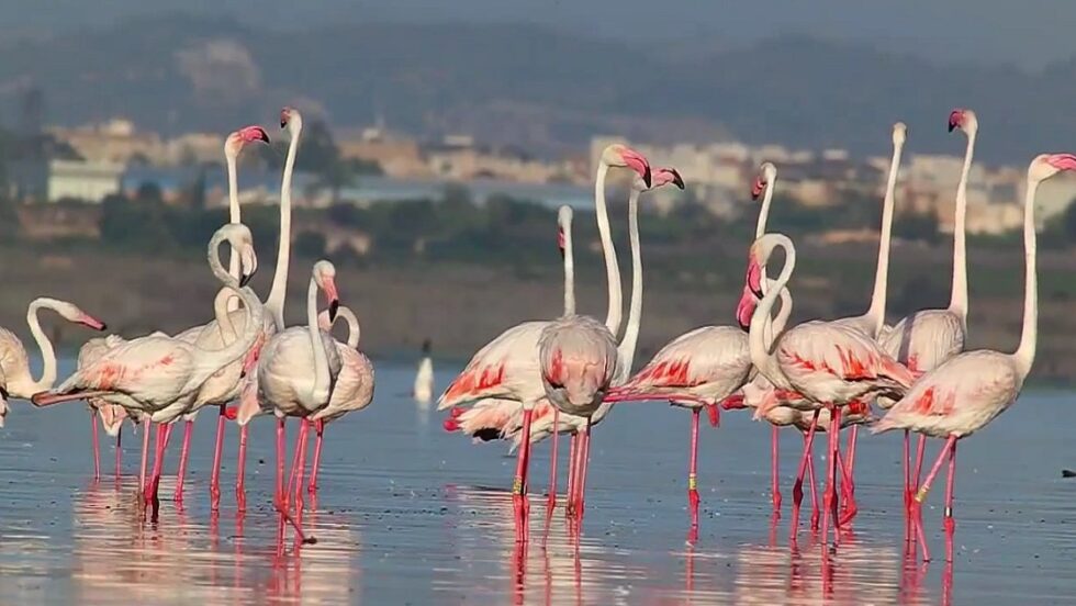 Los 5 lagos color rosado que te dejarán sin aliento - Millas x el mundo