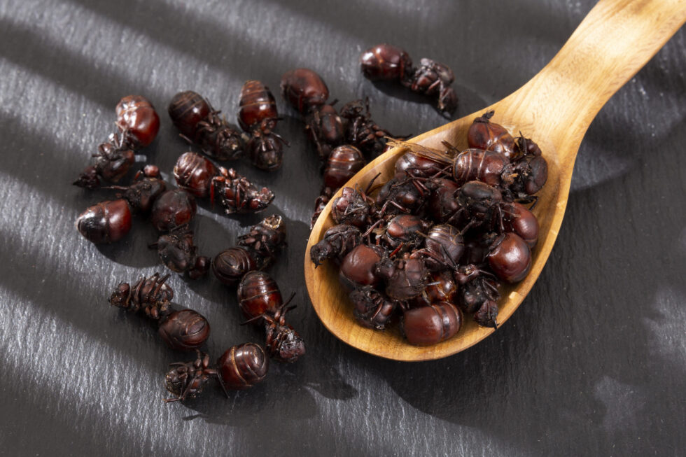 Solo para valientes: las 10 comidas más extrañas del mundo - Millas x ...